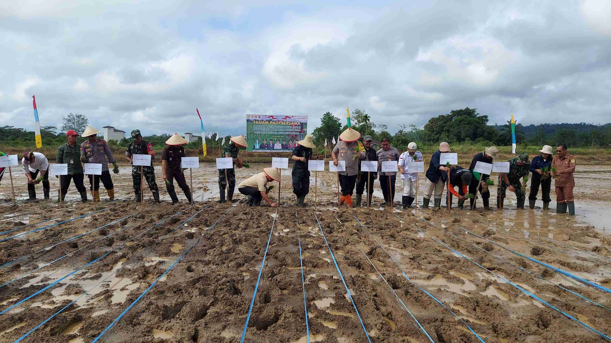 Pemkab Gunung Mas Gelar Acara Tanam Padi Bersama Program Optimalisasi ...